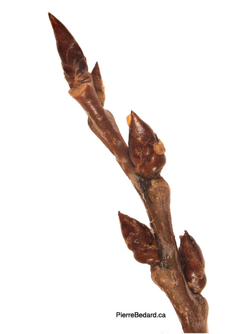 Populus tremuloides