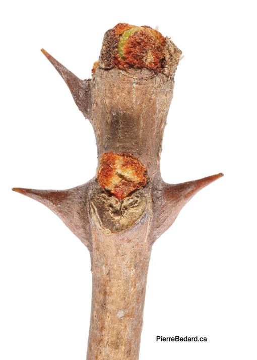 Zanthoxylum americanum